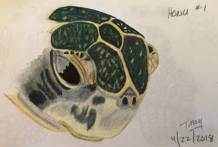 Honu Blue Art